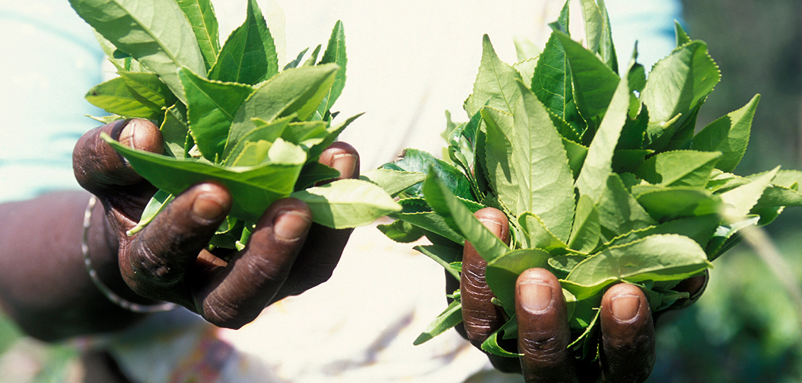 150 år med Ceylon-te på Sri Lanka | Smak