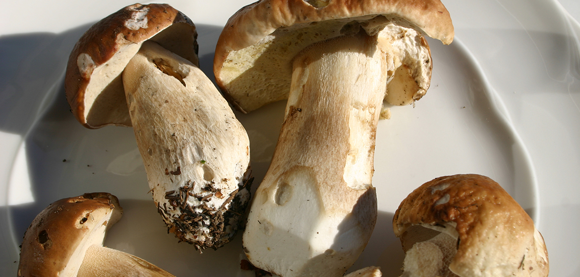 Nyttig sopp-app | Smak